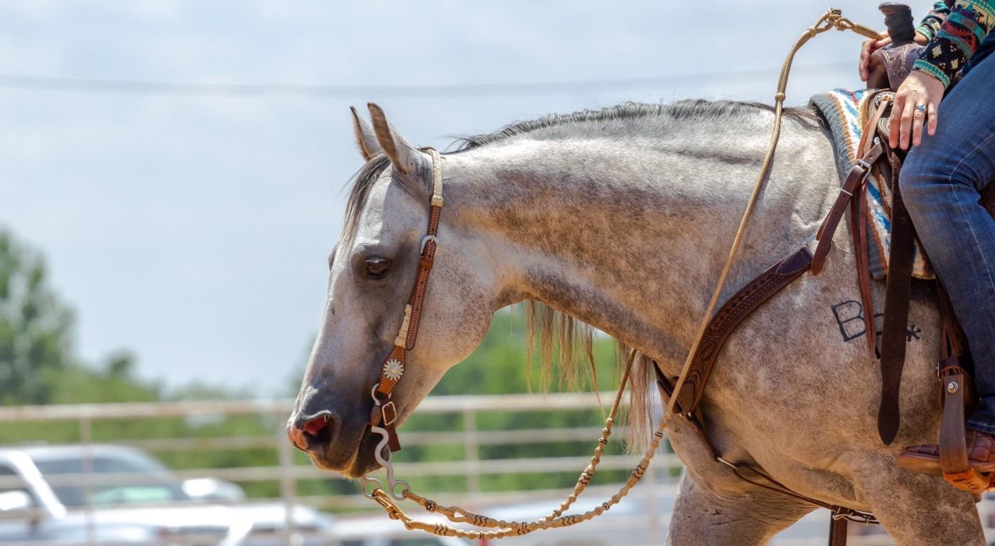 Available Horses – Beaver Ranch