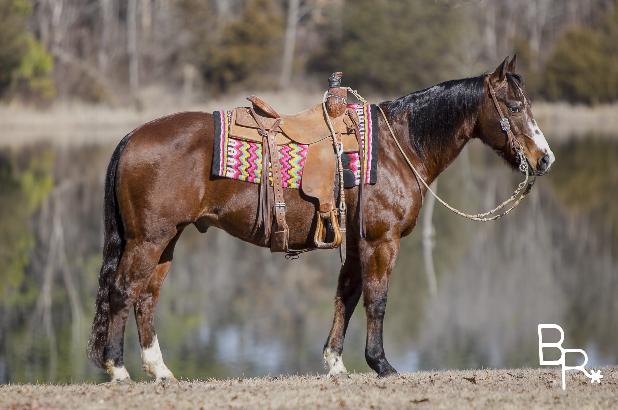 Available Horses – Beaver Ranch