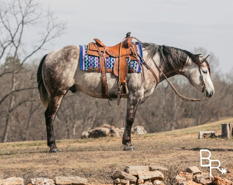 Available Horses – Beaver Ranch