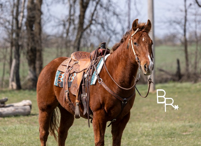 Available Horses – Beaver Ranch