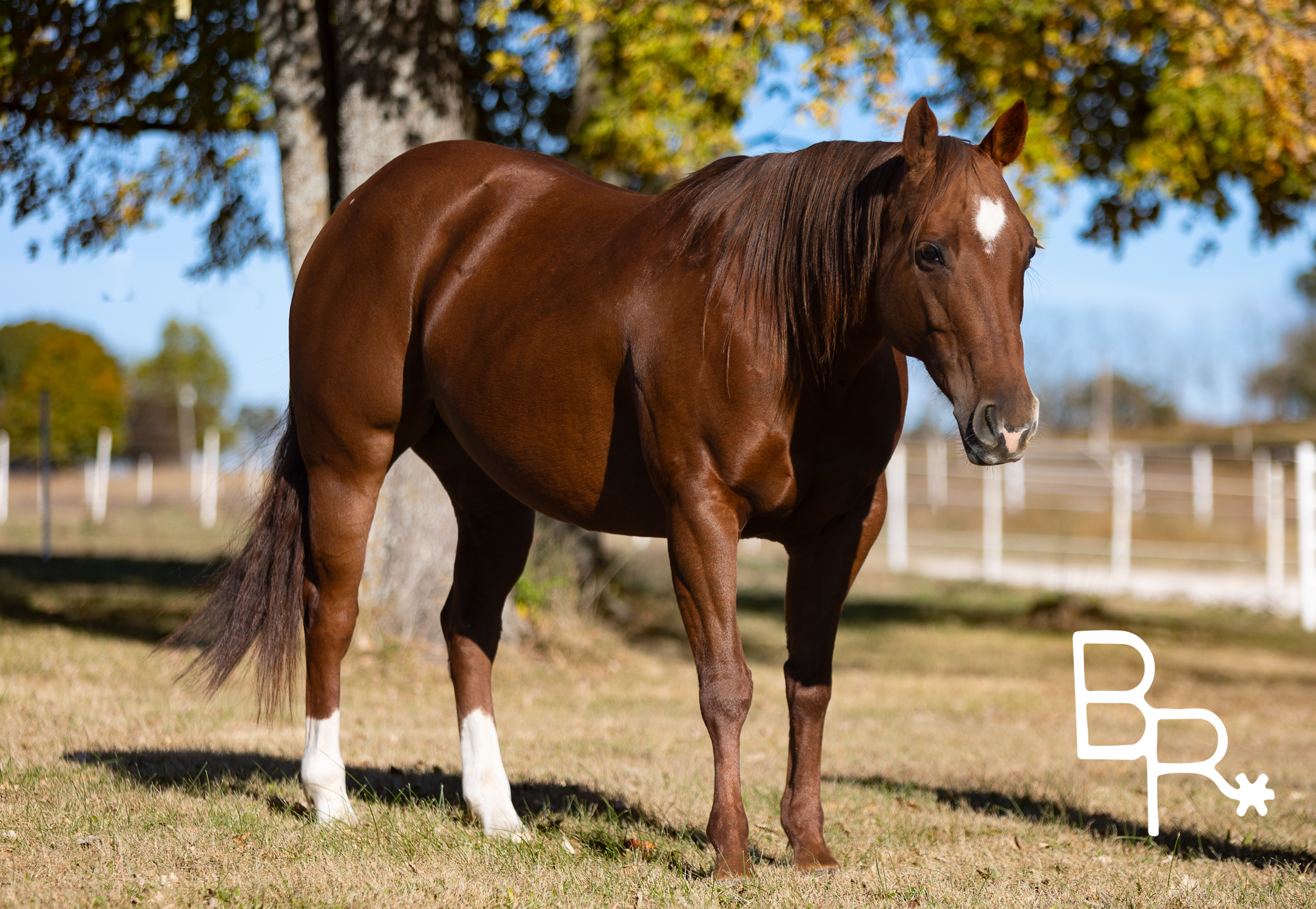 Available Horses – Beaver Ranch