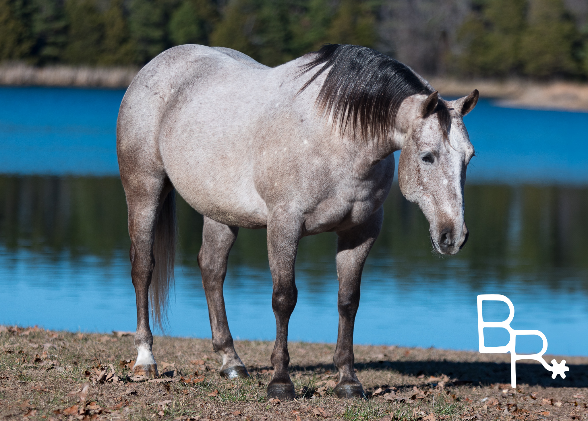 Available Horses – Beaver Ranch