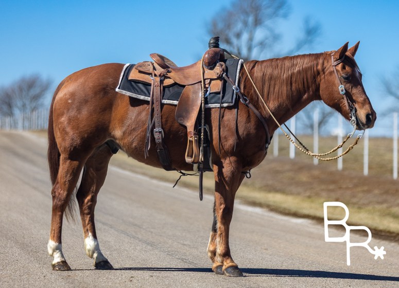 Available Horses – Beaver Ranch