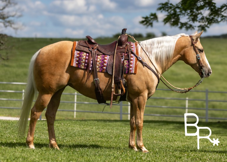 Available Horses – Beaver Ranch