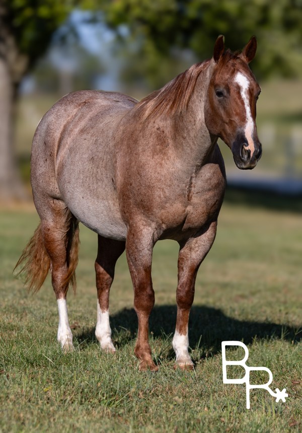 Dually – Beaver Ranch